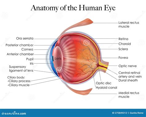 Estructura De Anatomía Ocular Humana Ilustración Del Vector