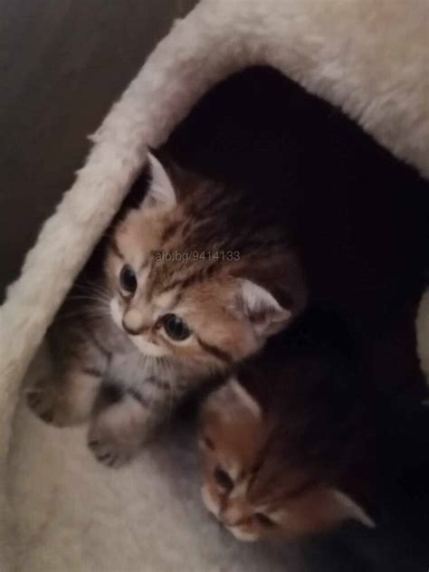 Сребърна чинчила Британска късокосместа 2 месеца Мъжко Женско Пъстри Котки продава В