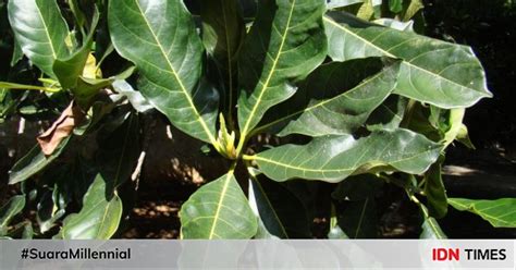 Penuh Manfaat Ini 5 Khasiat Daun Nangka Bagi Kesehatan