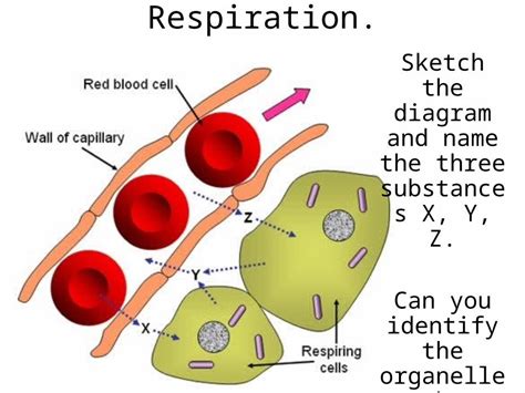 Ppt Respiration Sketch The Diagram And Name The Three Substances X
