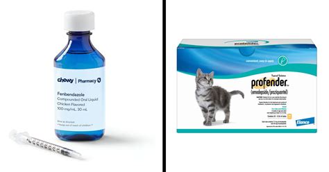 Best Cat Dewormers In 2024 Vet Approved
