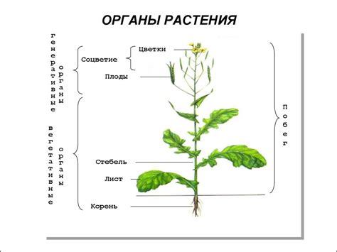 Морфология генеративных органов презентация онлайн