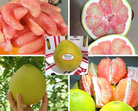 Best Pomelo Variety In Davao At Todd Reno Blog