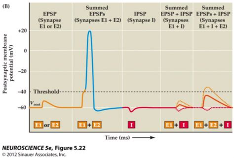 Epsp Ipsp 百度百科