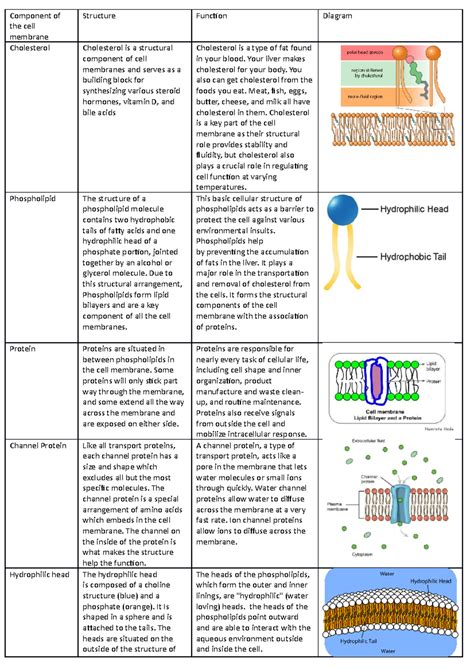 Cell Membrane Components Structure And Function Table Component Of The Cell Membrane Structure