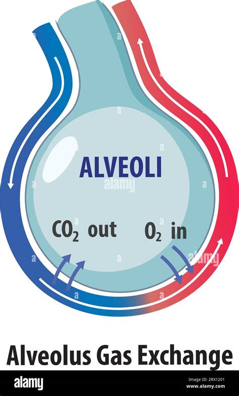 Illustration Depicting The Educational Aspects Of Human Respiratory System Anatomy And Gas