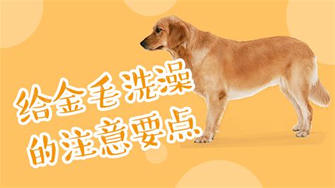 金毛犬怎么养更健康？