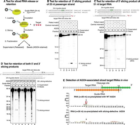 Enzymatic Reactions Of AGO4 In RNA Directed DNA Methylation SiRNA