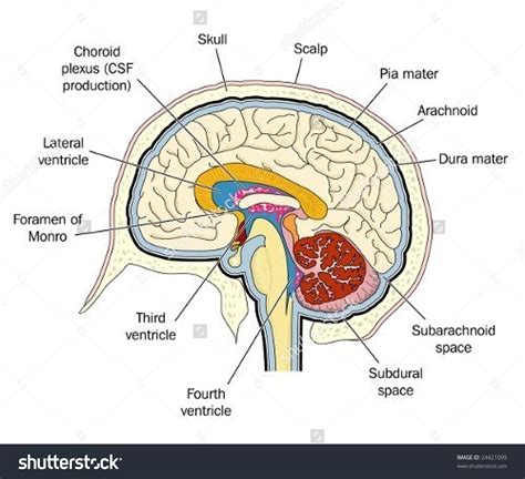 Diagram Of A Labeled Brain Diagram Of A Labeled Brain