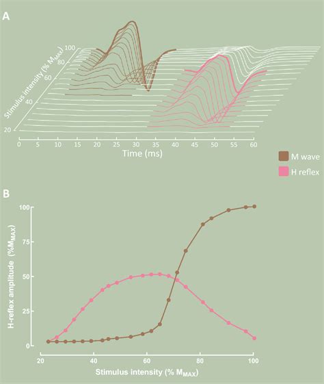 H Reflex And M Wave Recruitment Curves Recorded In The Soleus Of One Download Scientific