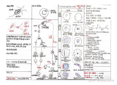 寄生虫全套手绘图谱 知识点 知乎