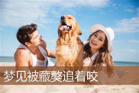 梦见被藏獒追着咬是什么预兆 周公解梦官网