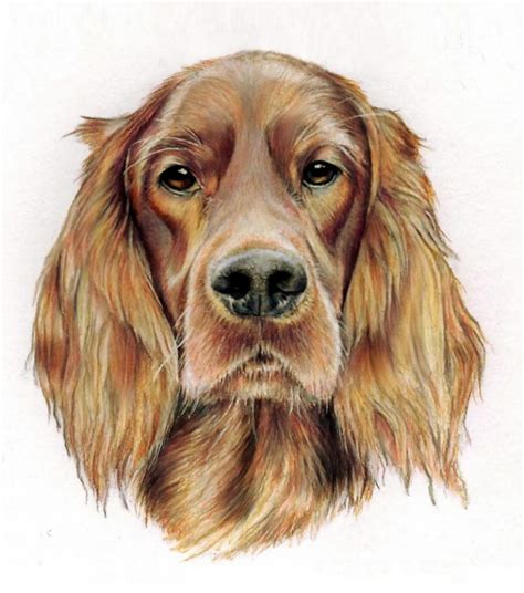 Irish Setter Drawing By Jevgenijs Kurako Fine Art America