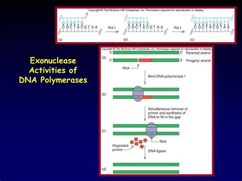Ppt Exonuclease Activities Of Dna Polymerases Powerpoint Presentation