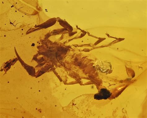 Rare Complete Scorpion Fossil Inclusion In Burmese Amber Etsy