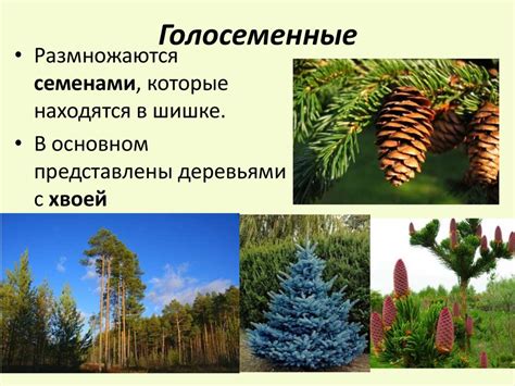 Общие признаки растений Уровни организации растительного организма 6