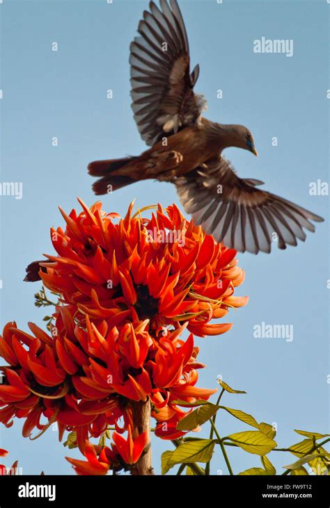 Flamme des Waldes Butea monosperma in voller Blüte in Dhaka