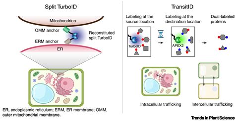 Turboid Based Proximity Labeling Accelerates Discovery Of Neighboring