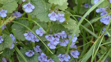 Types Of Purple Weeds In Grass Identification Guide With Pictures