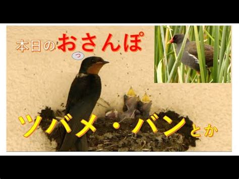 バンオオバンカイツブリツバメカワセミ本日のおっさんぽ YouTube