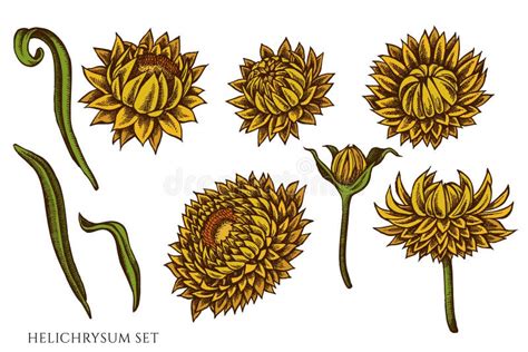 Vector Set Of Hand Drawn Colored Helichrysum Stock Vector
