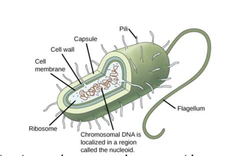 Chapter Cell Structure Flashcards Quizlet