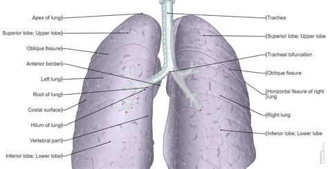 Lung Lobes Offers Discounted Th