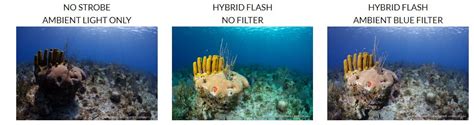 Backscatter Hf 1 Ambient Blue Diffuser Package