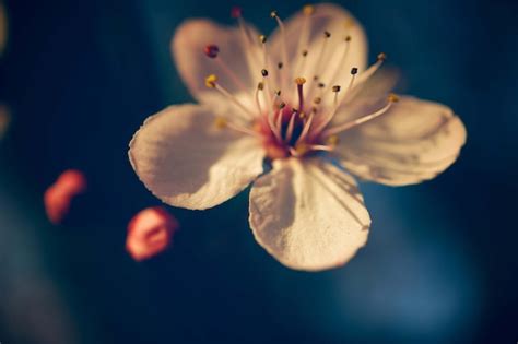 Premium Photo Premium Macro Photography Flower Wallpaper