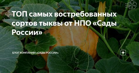 ТОП самых востребованных сортов тыквы от НПО «Сады России НПО «Сады России — когда сад в