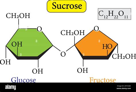 Sucrose Metabolism Stock Vector Images Alamy