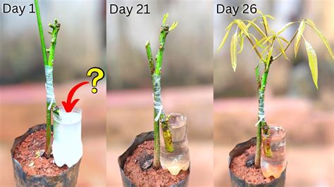 New Technique For Mango Grafting With Water And Rooting Hormone 💯