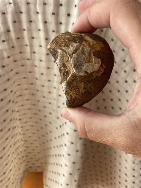 Is It A Fruit Fossil Id The Fossil Forum