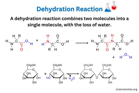 Dehydration Synthesis Dehydration Synthesis Hydrolysis Ppt