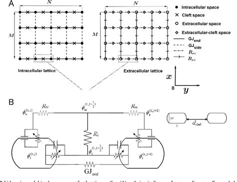 Figure 1 From The Dual Effect Of Ephaptic Coupling On Cardiac Conduction With Heterogeneous