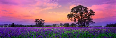 Coolah Twilight Wall Art Mark Zissis