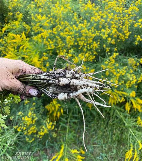 Parsley Root How To Grow This Two For One Root Vegetable