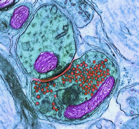 Synapse Nerve Junction Tem By Thomas Deerinck Ncmir Nerve Cell
