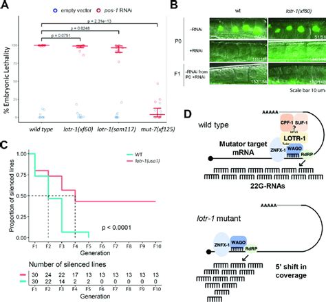 Rnai Sensitivity And Inheritance In Lotr 1 Mutants A Sensitivity Of