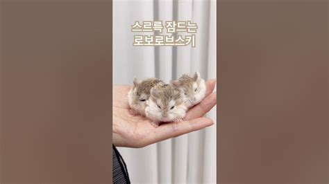 스르륵 잠드는 로보로브스키 햄스터 🐹 Youtube
