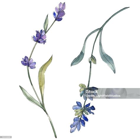 紫ラベンダー花植物の花水彩画背景イラスト セット孤立したラベンダーの図要素 イラストレーションのベクターアート素材や画像を多数ご用意