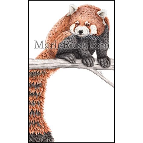 “bright Eyed And Bushy Tailed” Red Panda Marie Rust