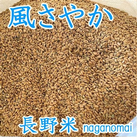 風さやか【 籾米 もみごめ 】 長野県産 5kg ＜2024年産＞ 信濃屋