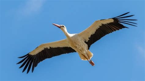Help Us Track White Stork Migration Routes Justgiving