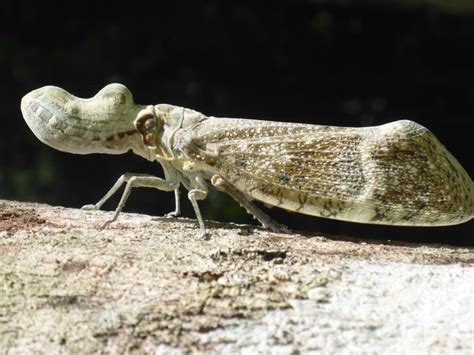 Fulgora Laternaria ~ Everything You Need To Know With Photos Videos