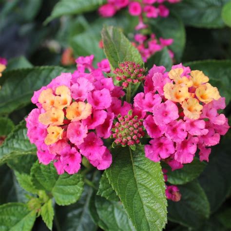 Proven Winners Luscious Royale Cosmo Lantana In 4 25 In Pot 4 Pack