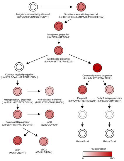 Cancers Free Full Text The Flt3lflt3 Axis In Dendritic Cell