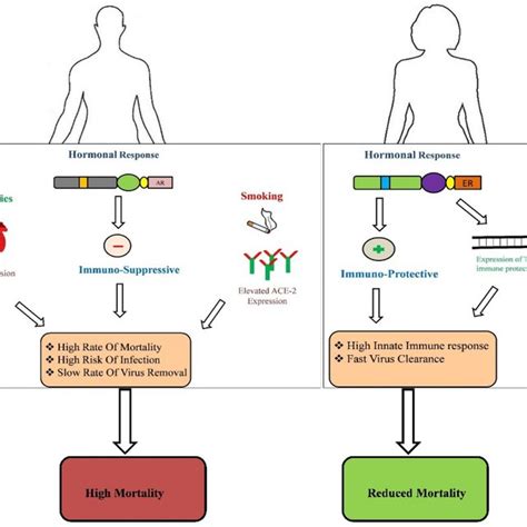 Sex Disparity In Covid 19 Patients The Illustration Demonstrates The