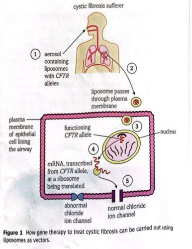 Manipulating Genomes Flashcards Quizlet