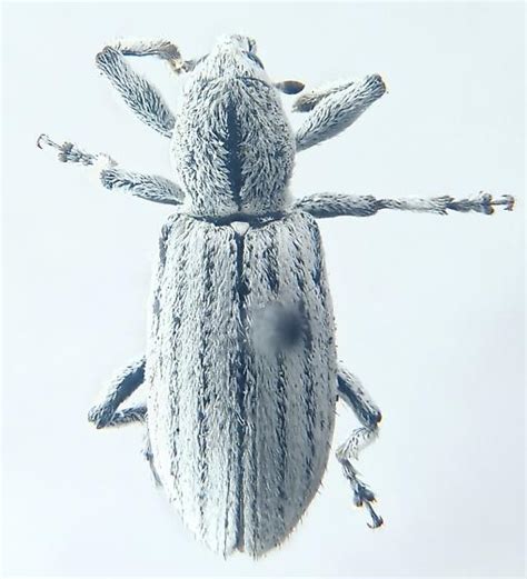 Myrmex BugGuide Net
